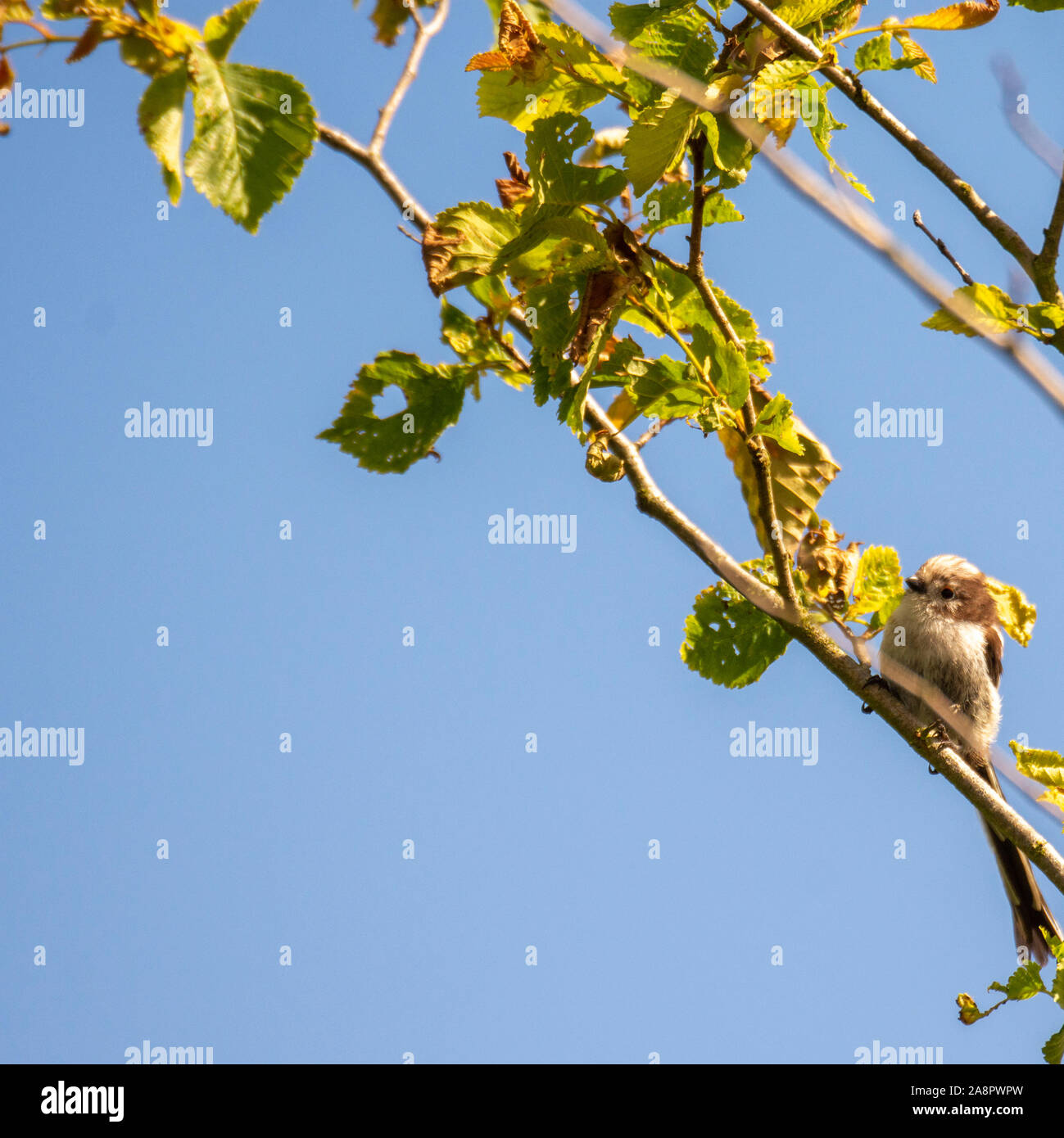 Long tailed Tit (Aegithalos caudatus) sitting on tree branch Stock ...