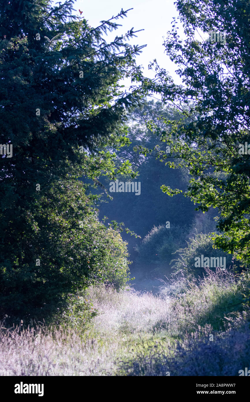 Woodland ride hi-res stock photography and images - Alamy