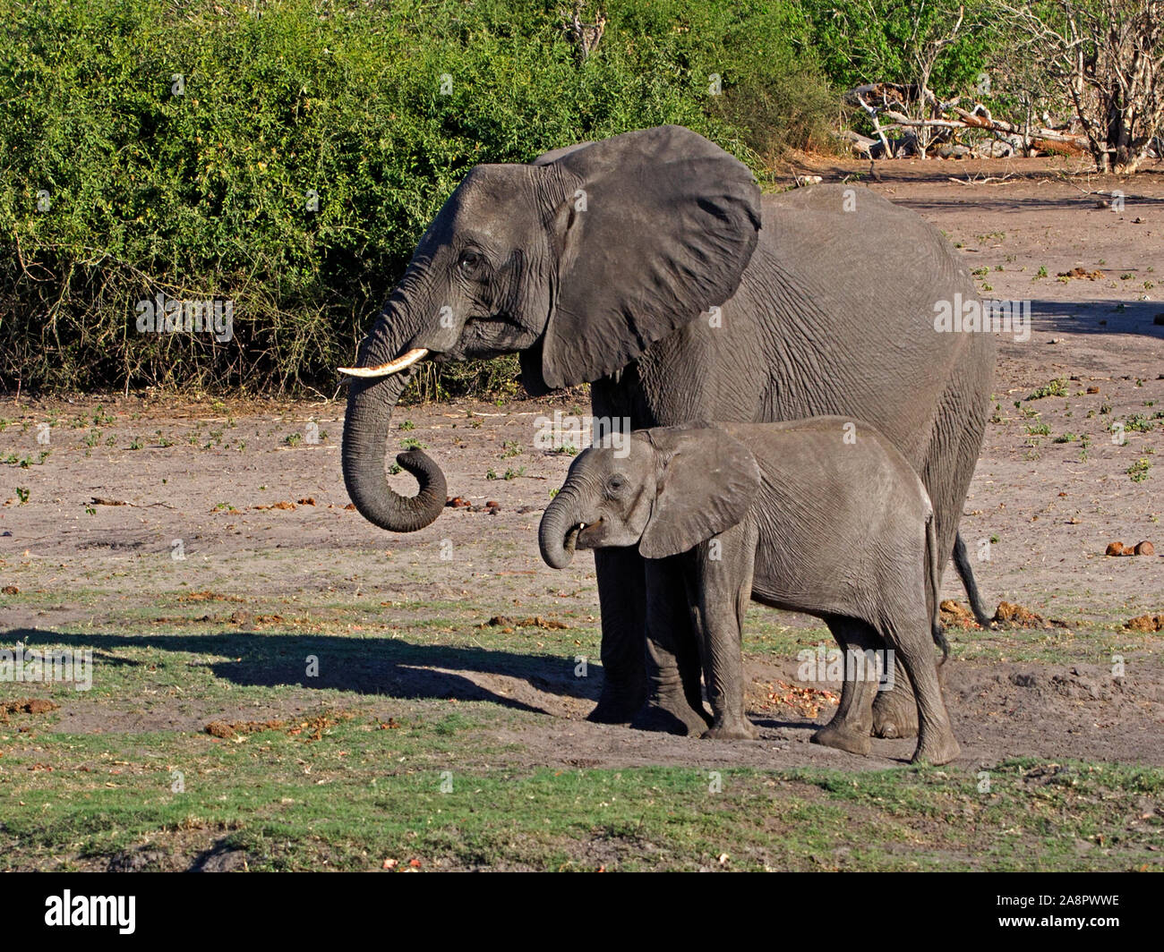 Female African bush elephant and young standing Stock Photo - Alamy