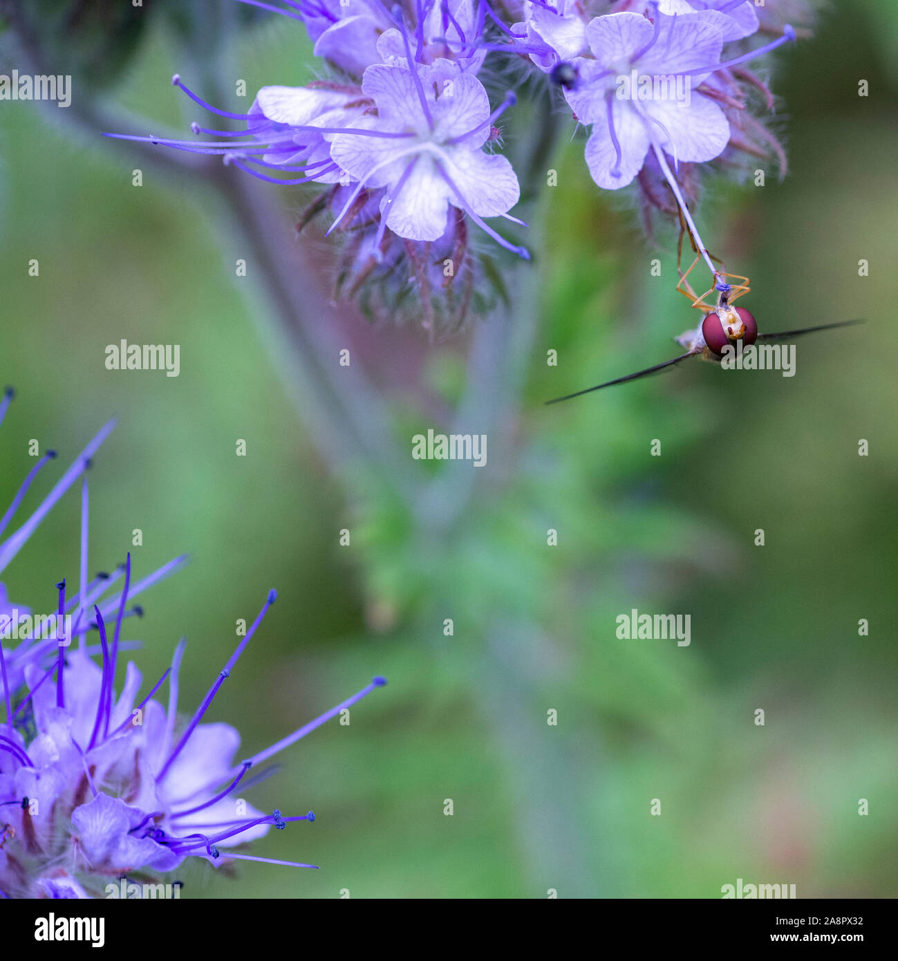 Fiddleneck hi-res stock photography and images - Alamy