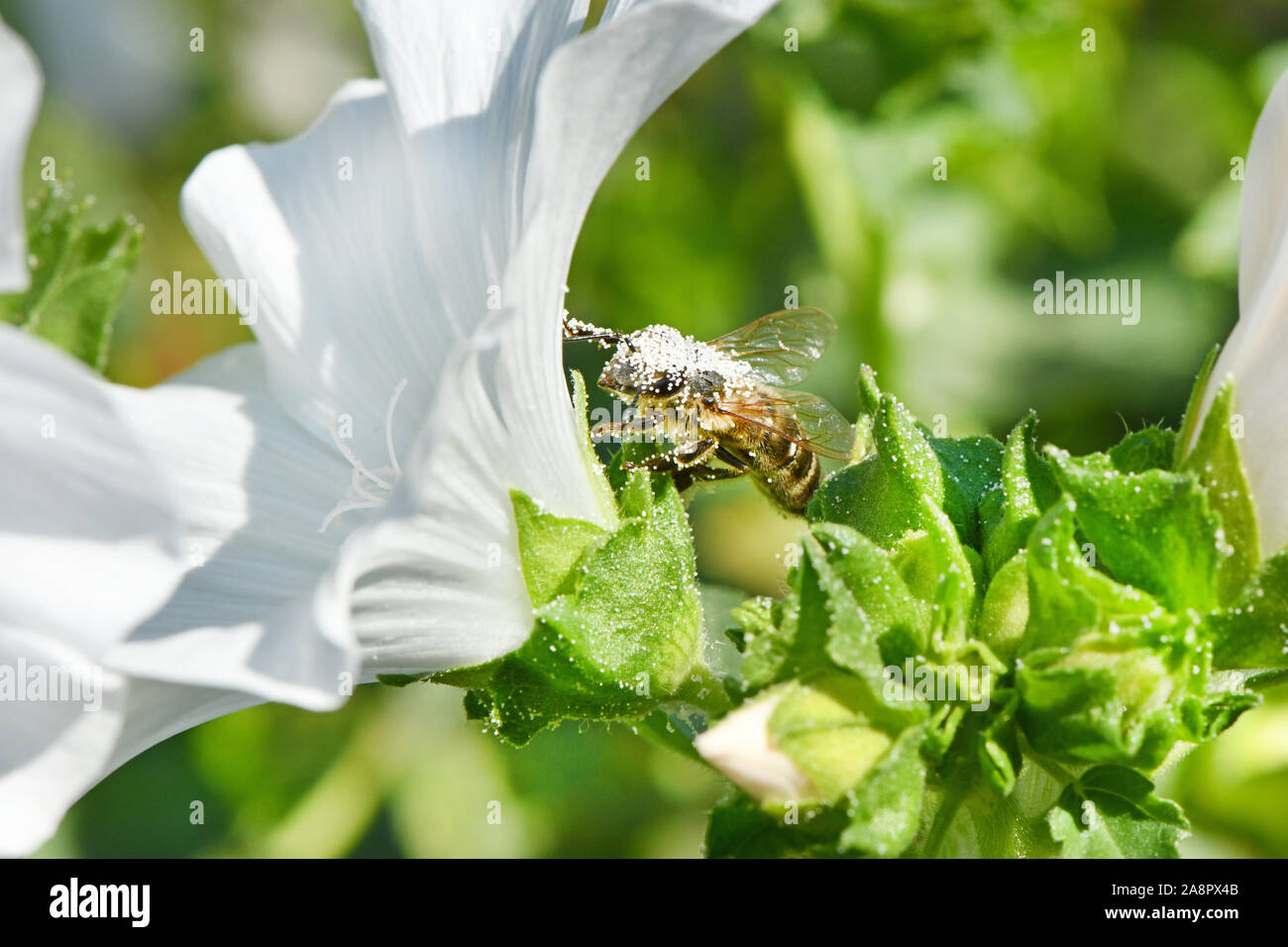 Bee while collecting pollen from white flower. Hairs on Bee are covered ...