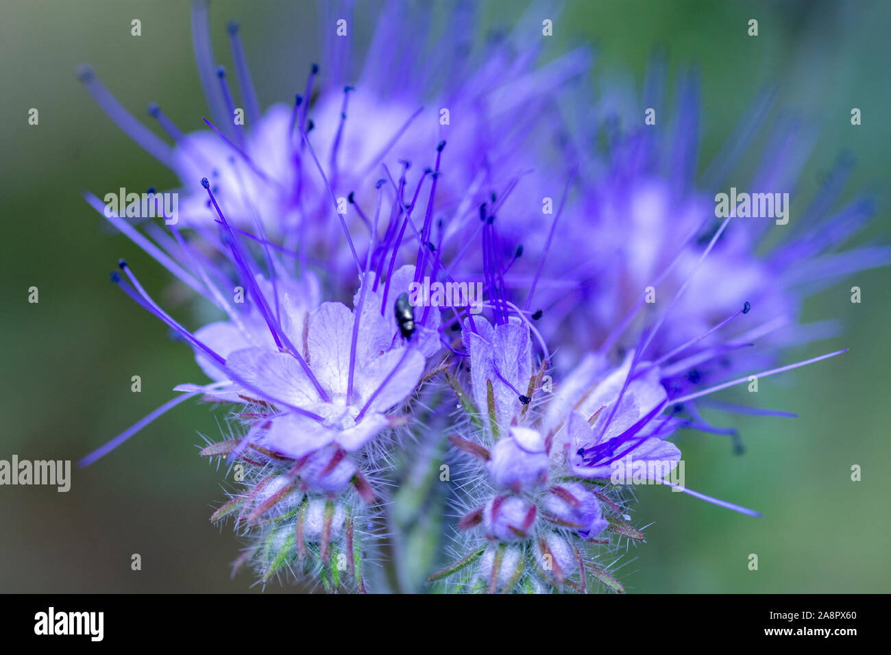 Fiddleneck (Phacelia tanacetifolia) flowers Stock Photo - Alamy