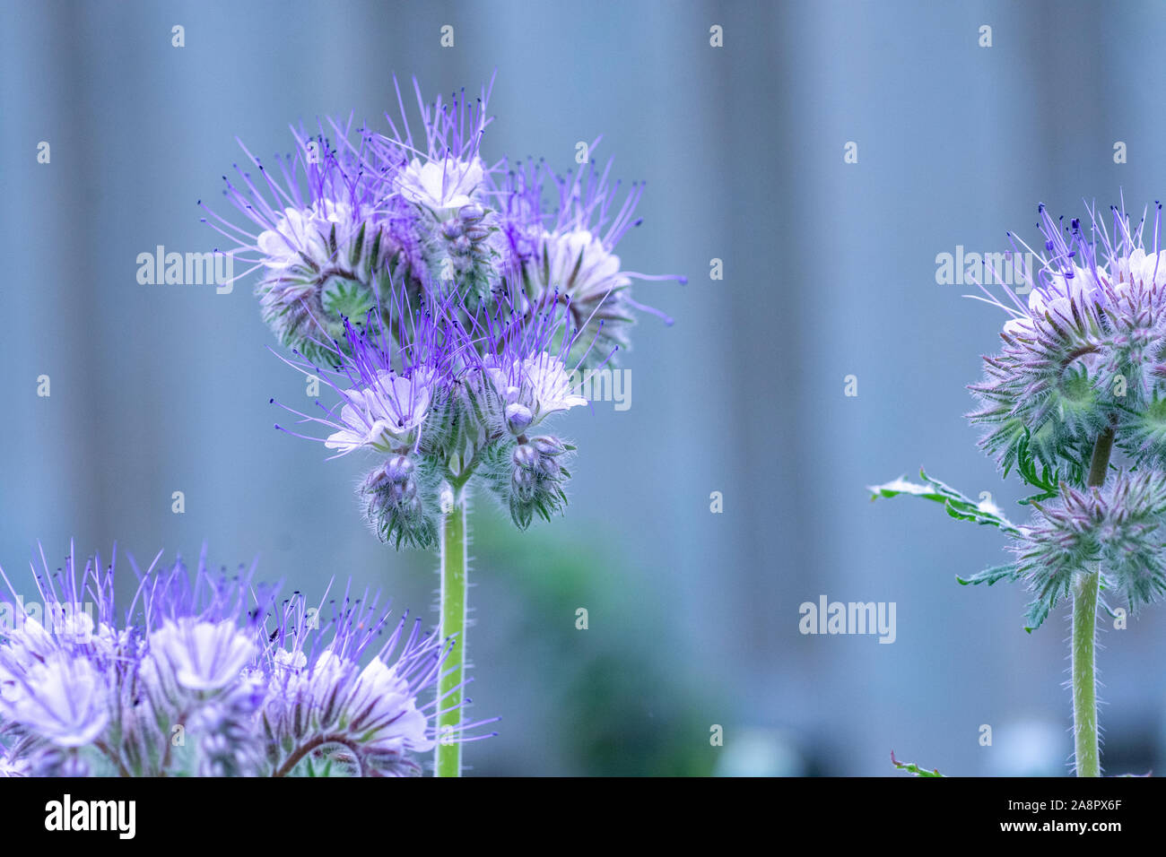 Fiddleneck (Phacelia tanacetifolia) flowers Stock Photo - Alamy
