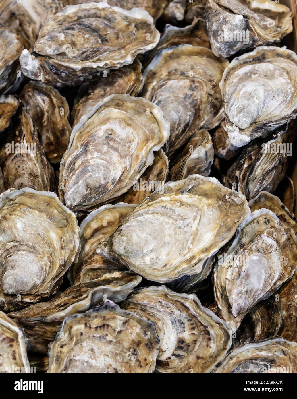 Shell of oyster closeup hi-res stock photography and images - Alamy