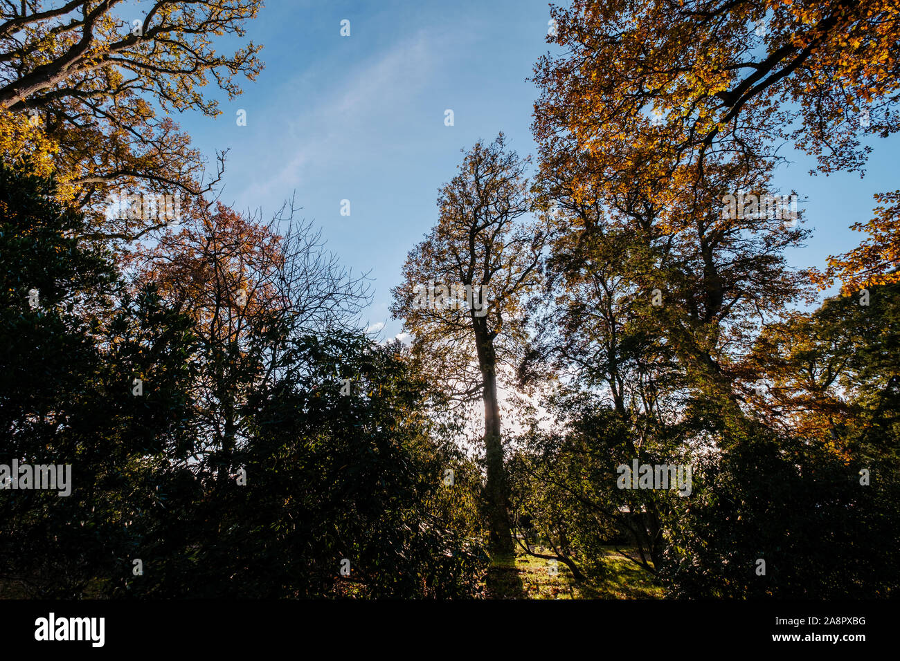 Glorious trees hi-res stock photography and images - Alamy