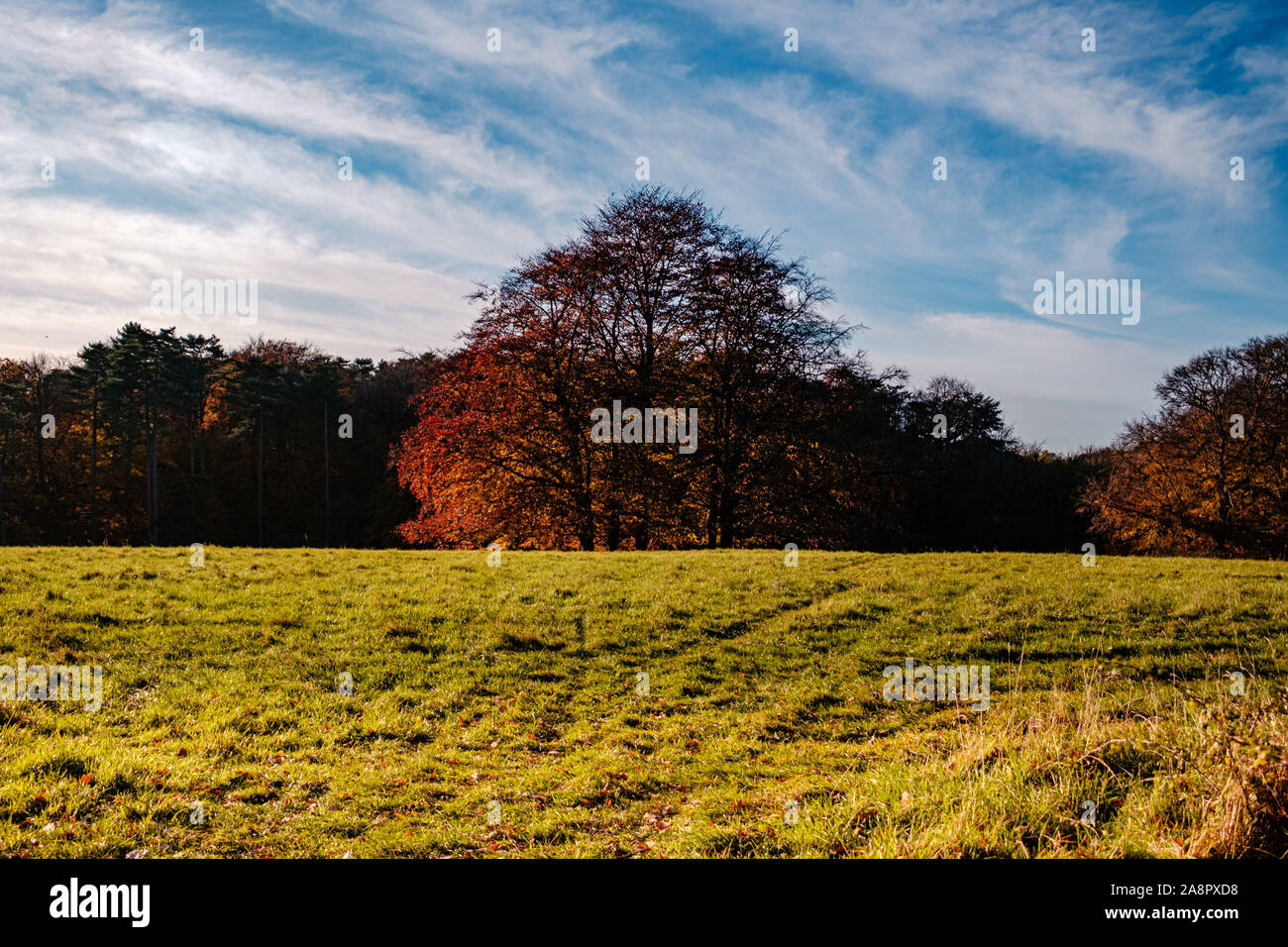 British tree leaves hi-res stock photography and images - Alamy