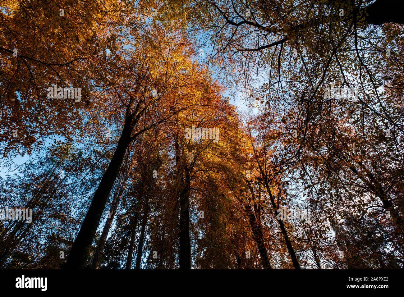 British tree's autumn hi-res stock photography and images - Alamy