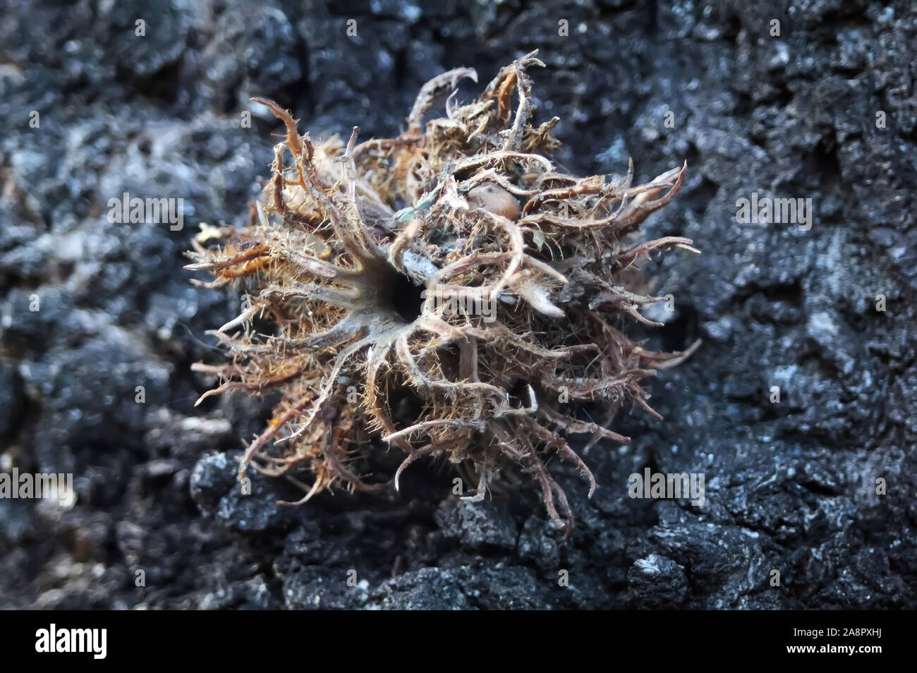 Some strange cone of an unknown tree with seeds Stock Photo - Alamy