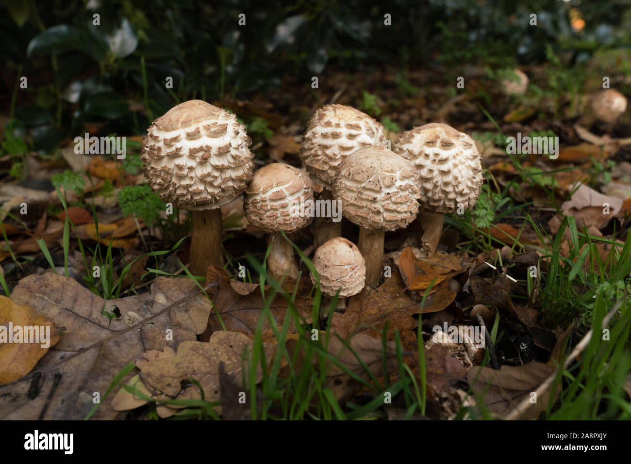 Matsutake mushrooms hi-res stock photography and images - Alamy