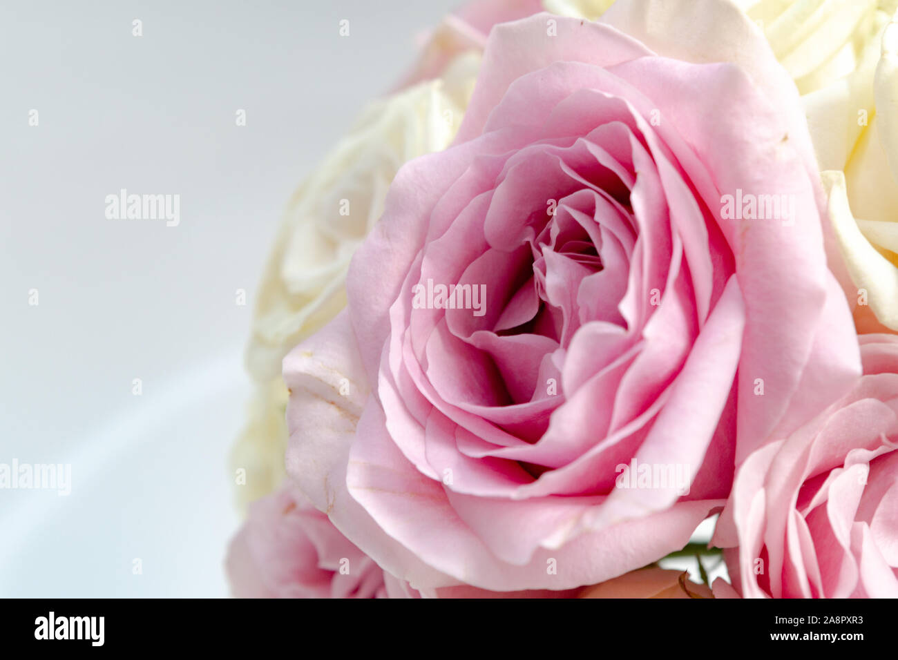 Rose backdrop hi-res stock photography and images - Alamy