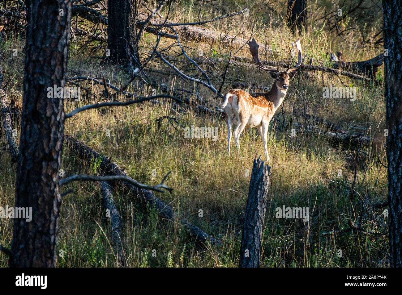 Trophy deer hi-res stock photography and images - Alamy