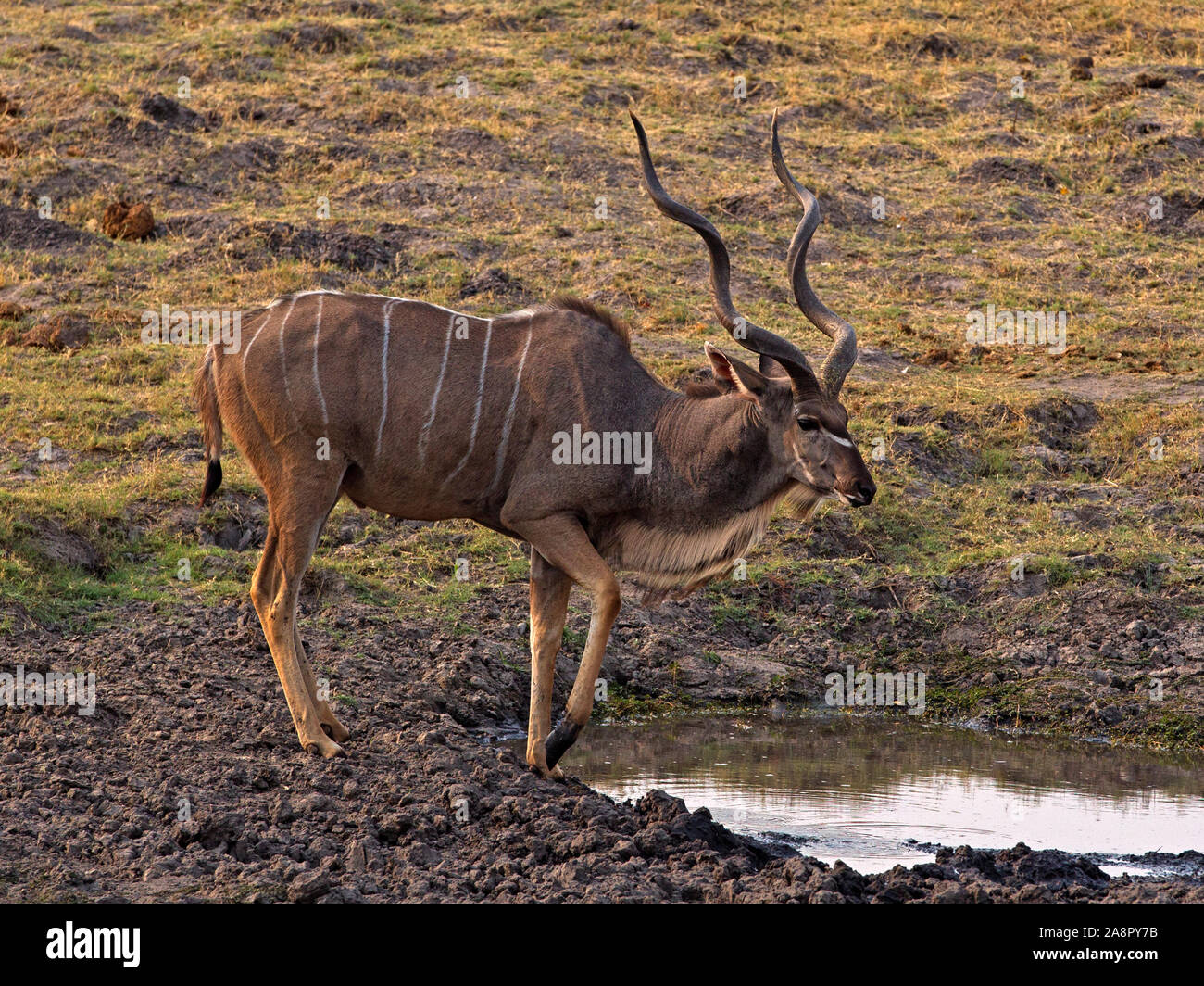 Male greater kudu standing by water hole Stock Photo - Alamy