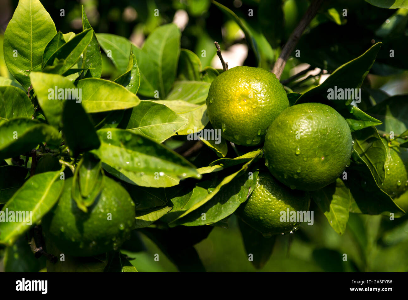 Tangerine Trees High Resolution Stock Photography and Images - Alamy