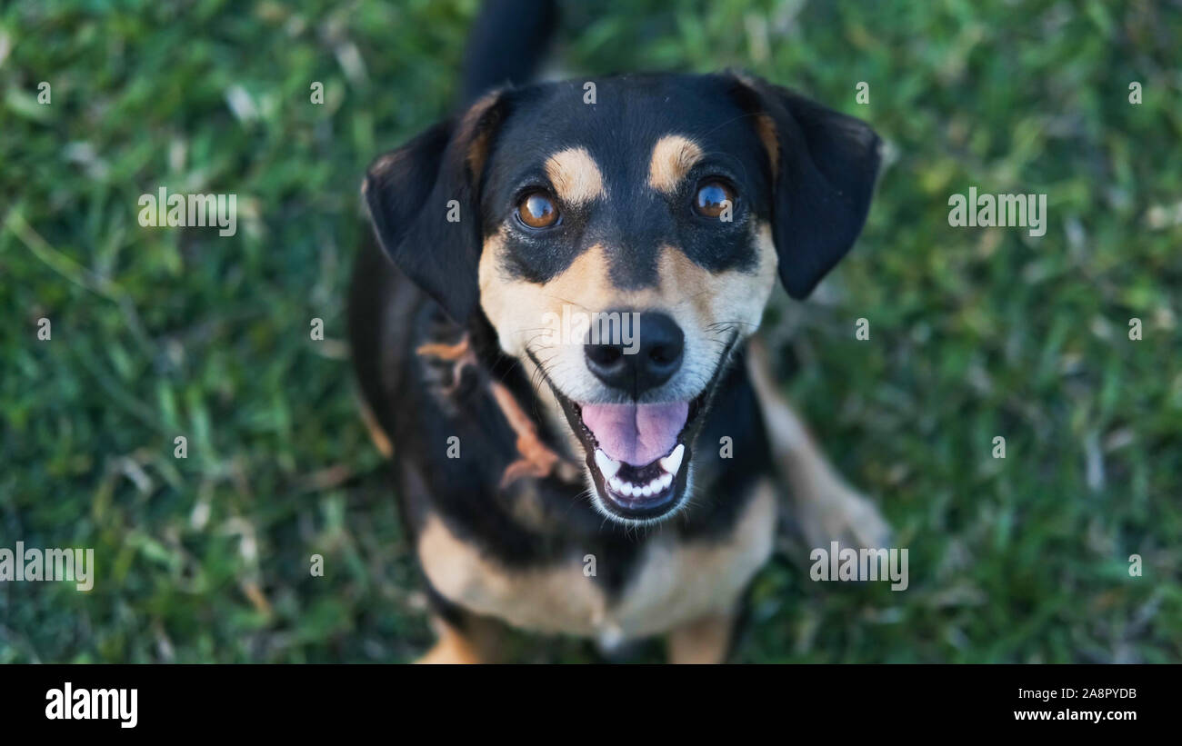 Puppy wanting play hi-res stock photography and images - Alamy