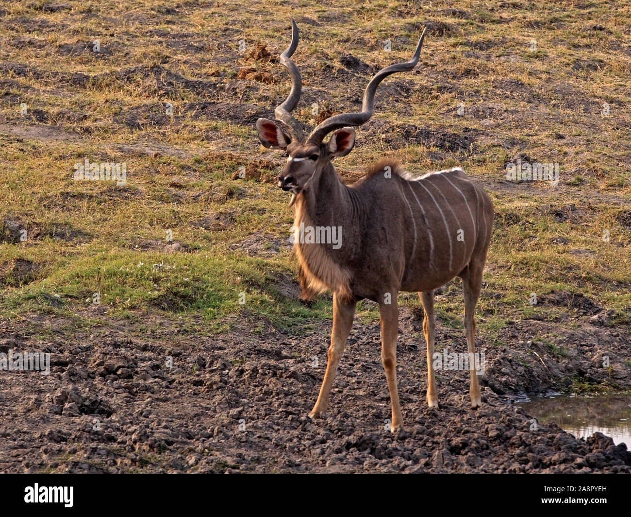 Male greater kudu standing Stock Photo - Alamy