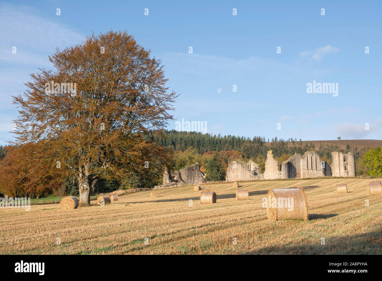 Kildrummy Castle Seen Across Farmland on a Clear Autumn Morning with a ...