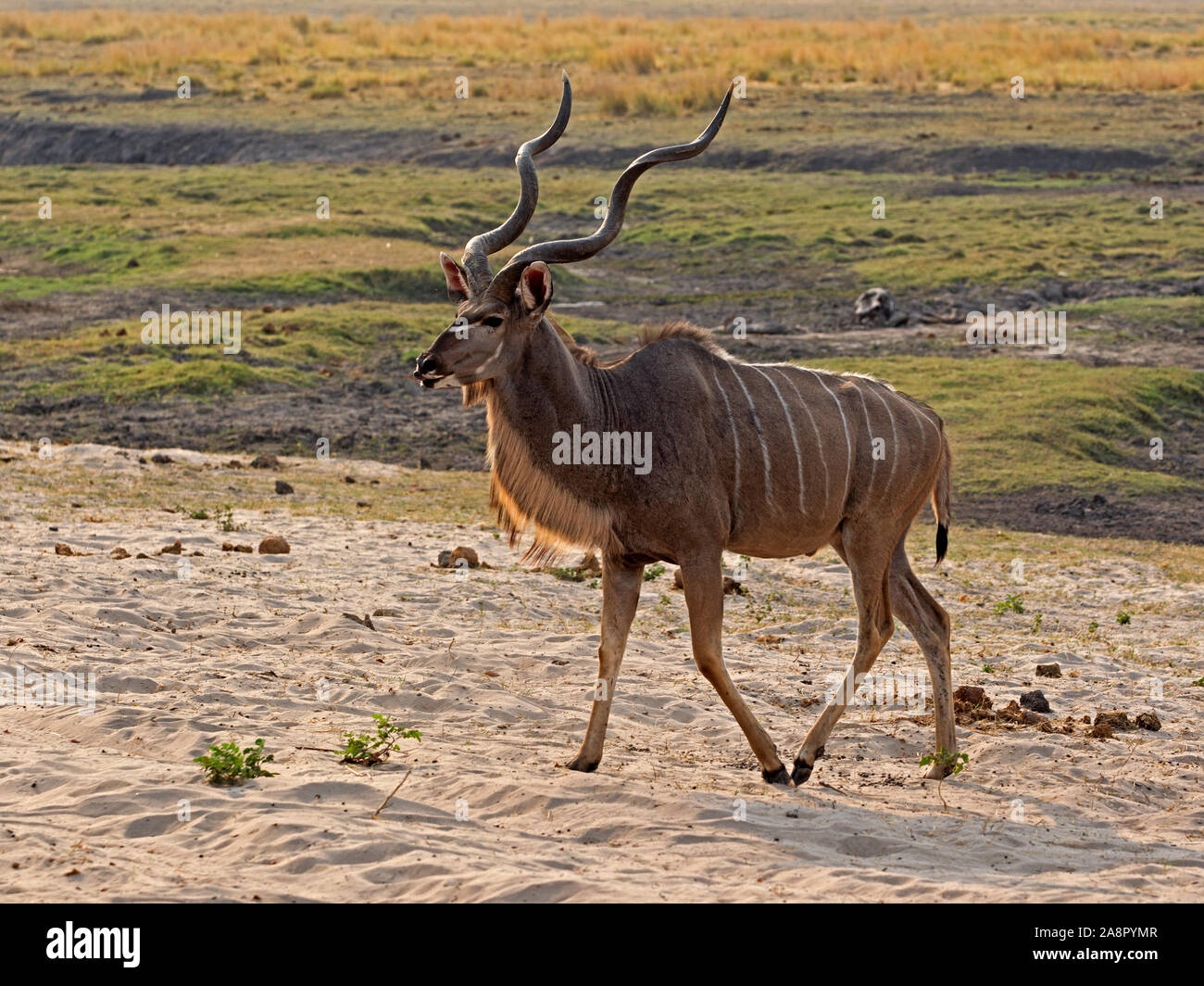 Male greater kudu walking Stock Photo - Alamy