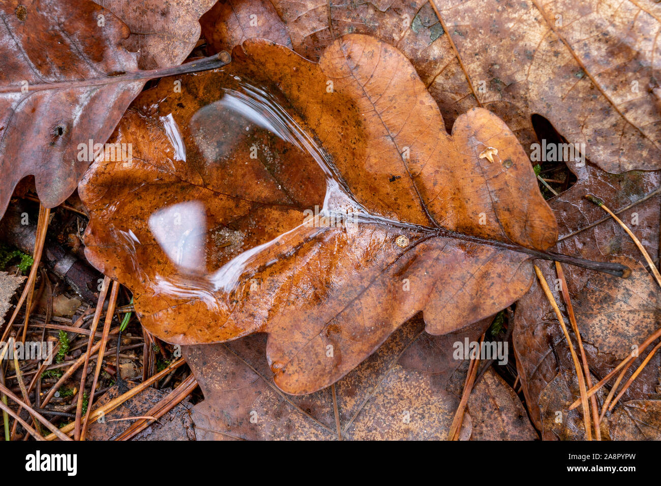 Wet tree leaves on a forest path. Colorful autumn road in the forest ...