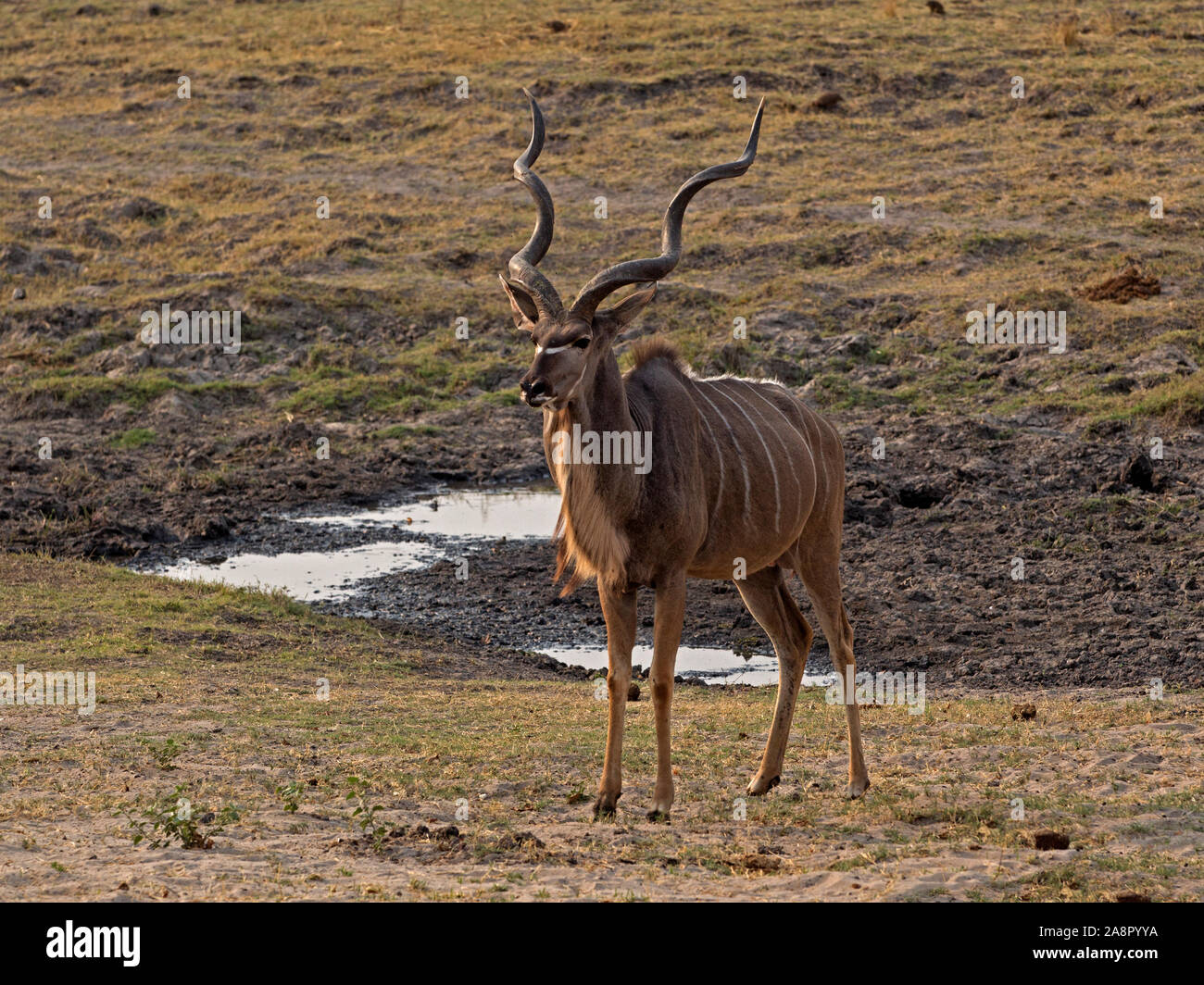 Male greater kudu standing Stock Photo - Alamy
