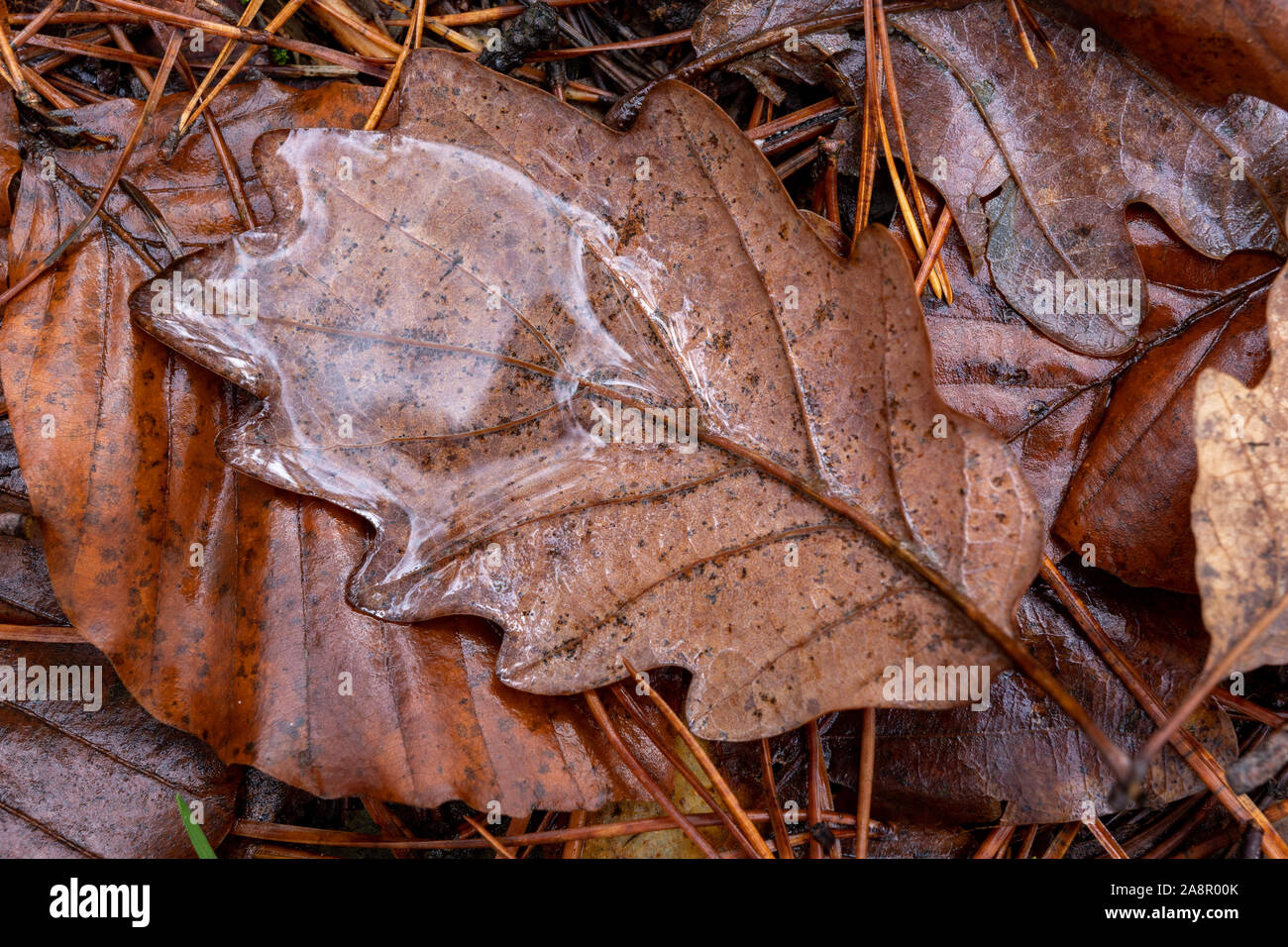Wet tree leaves on a forest path. Colorful autumn road in the forest ...