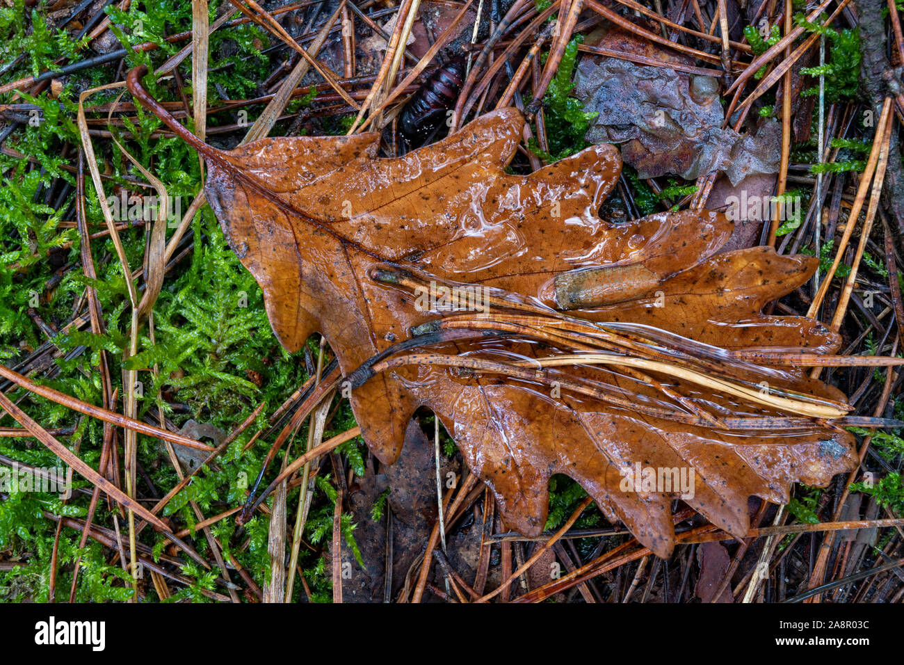 Wet tree leaves on a forest path. Colorful autumn road in the forest ...