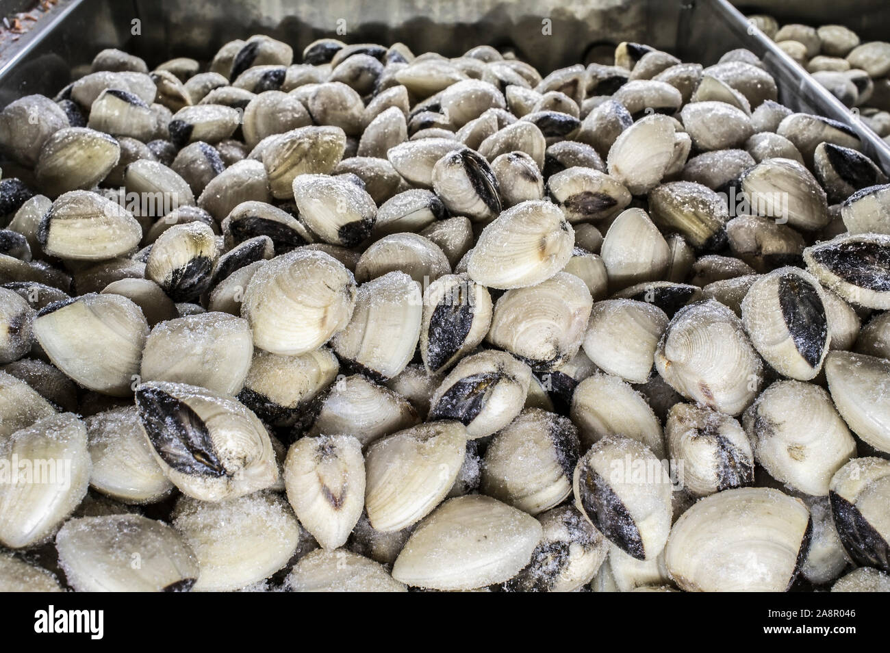Lyrate Asiatic hard clam, also known as Meretrix lyrata. Supermarket ...