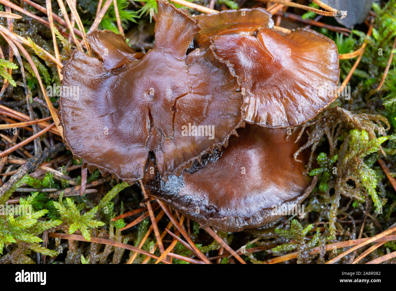 Dark rotten mushrooms in the woods. Rotten black mycelium. Autumn ...