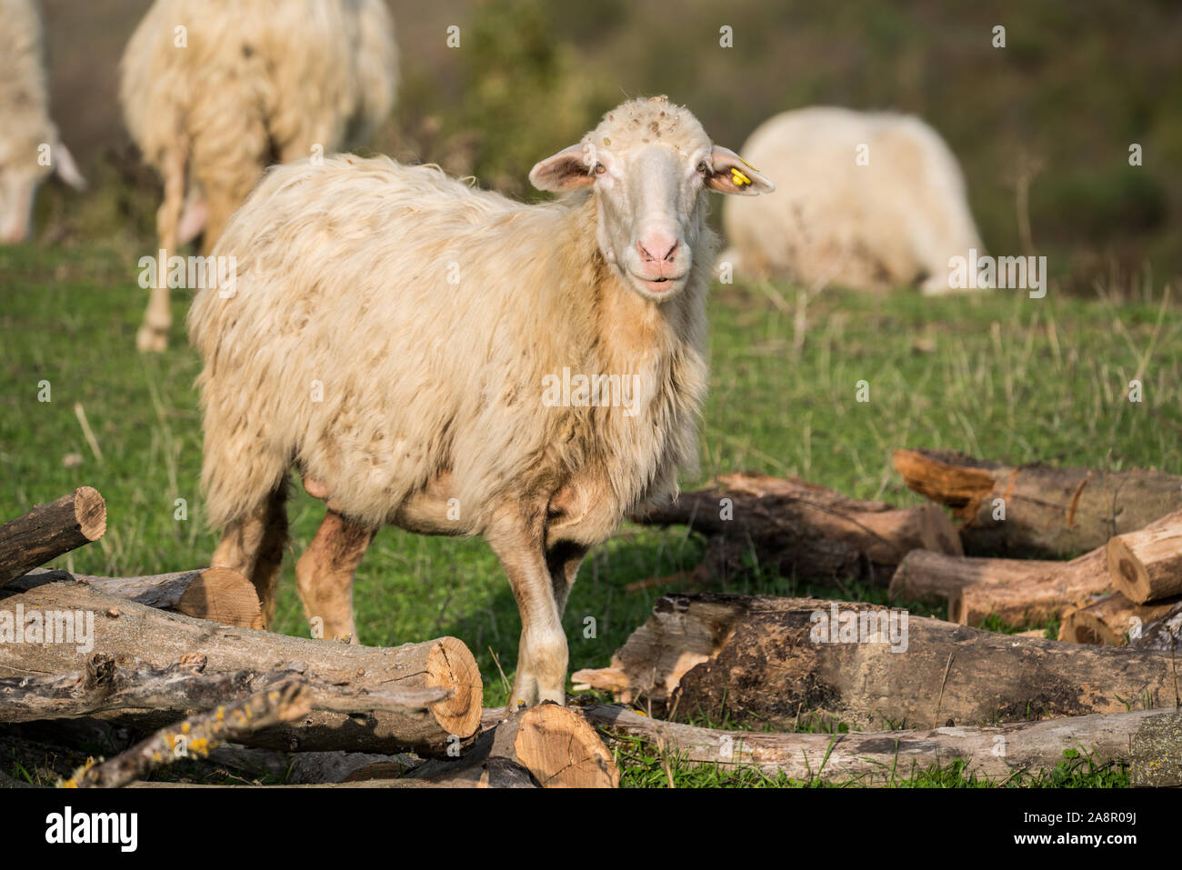 Sheep in the landscape, Maremma, Tuscany, Italy, Europe Stock Photo - Alamy