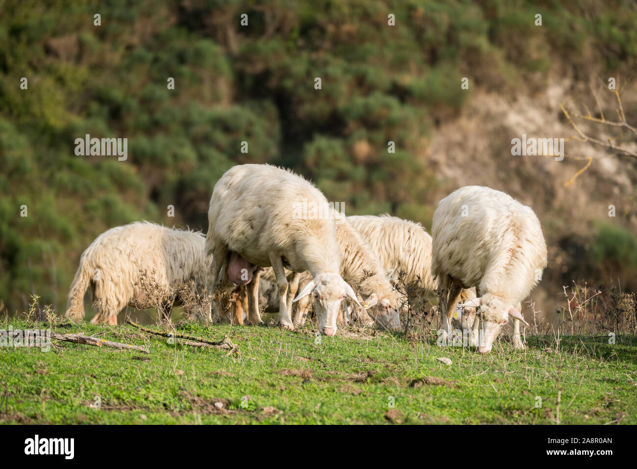 Sheep in the landscape, Maremma, Tuscany, Italy, Europe Stock Photo - Alamy