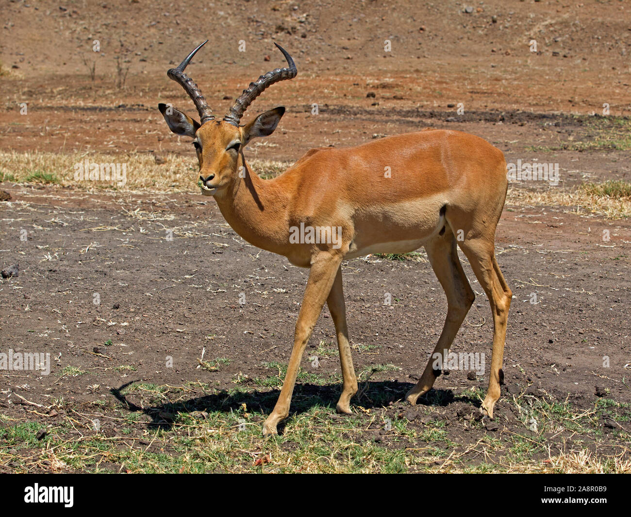 Male common impala standing Stock Photo - Alamy