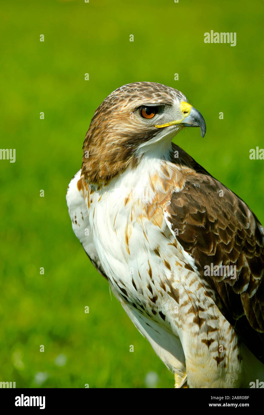 Red Tailed Hawk Perched High Resolution Stock Photography and Images ...