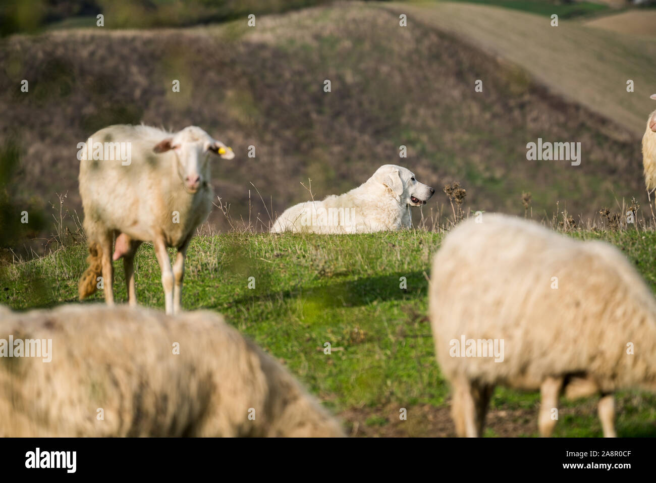 Sheepherd and Sheep in the landscape, Maremma, Tuscany, Italy, Europe ...