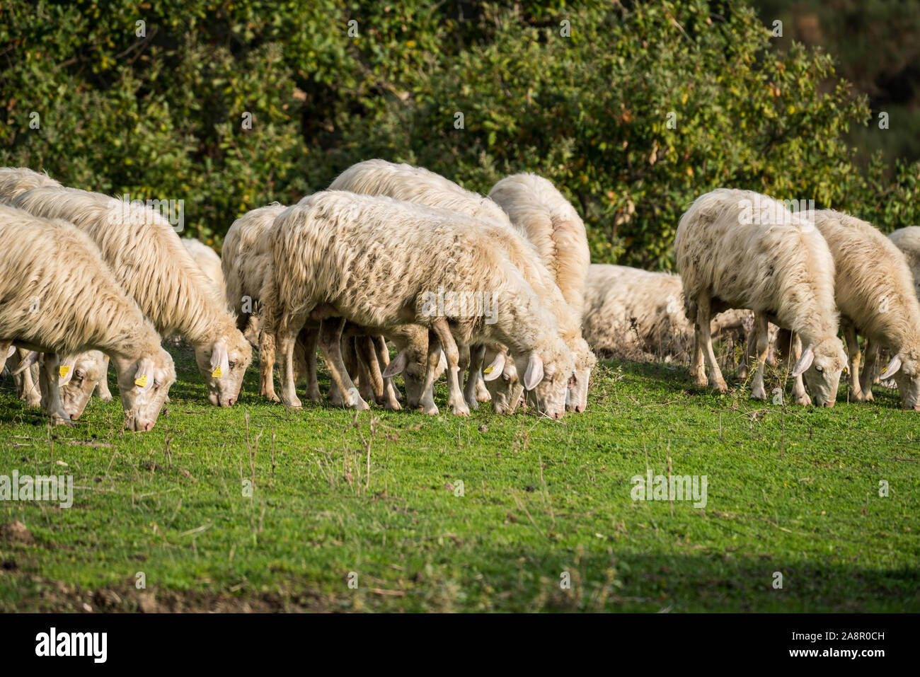 Sheep in the landscape, Maremma, Tuscany, Italy, Europe Stock Photo - Alamy