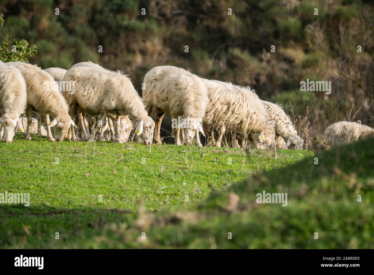 Sheep in the landscape, Maremma, Tuscany, Italy, Europe Stock Photo - Alamy