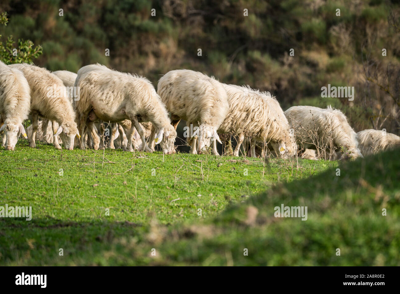 Sheep in the landscape, Maremma, Tuscany, Italy, Europe Stock Photo - Alamy