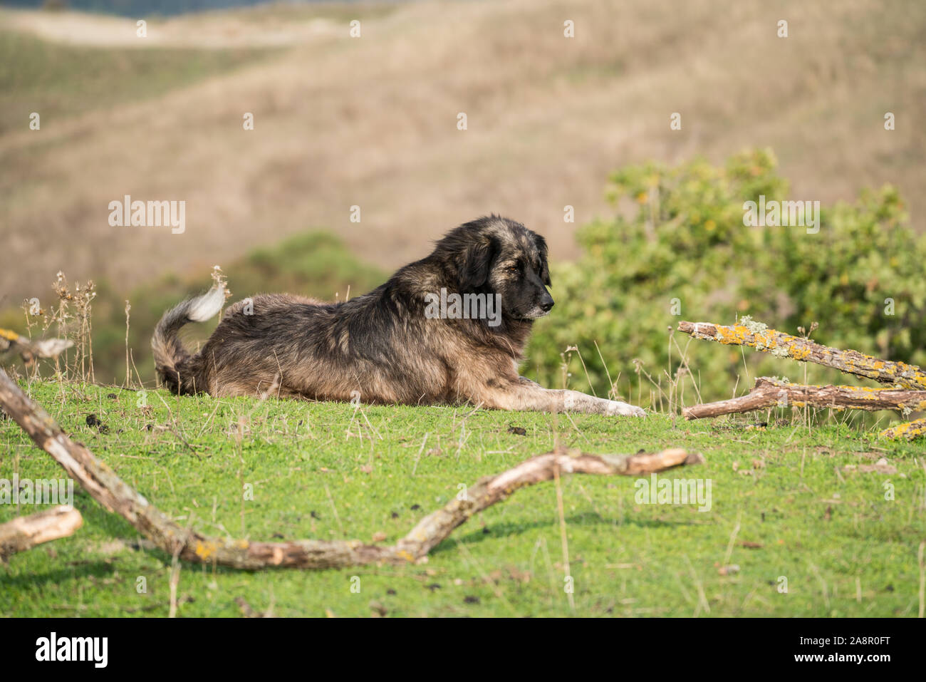 Maremma Sheepdog herding sheep, Maremma, Tuscany, Italy, EU, Europe ...