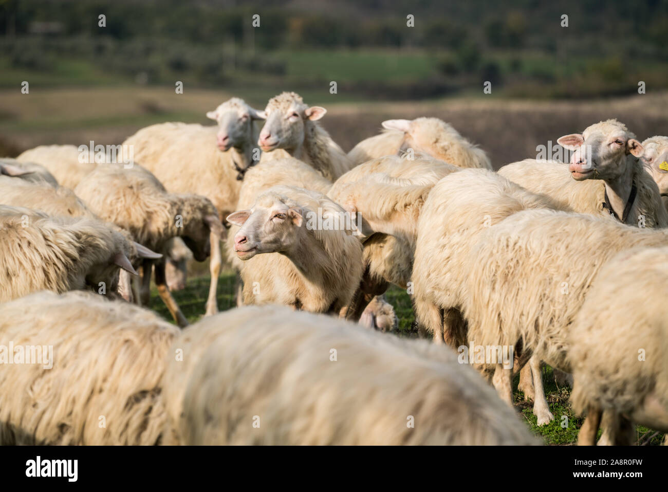 Sheep in the landscape, Maremma, Tuscany, Italy, Europe Stock Photo - Alamy