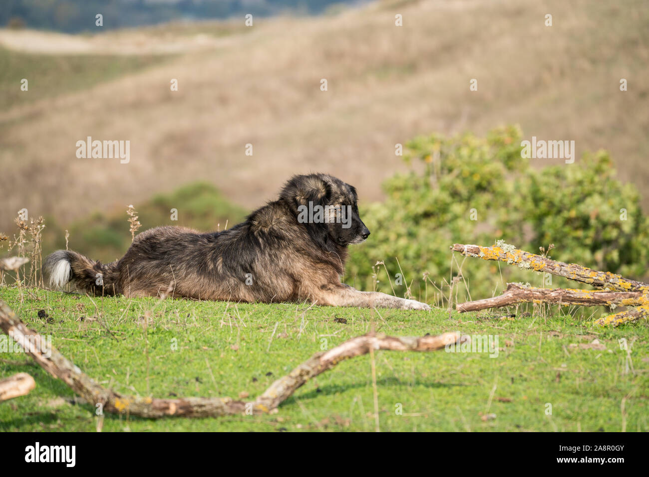 Maremma dog sheep hi-res stock photography and images - Alamy