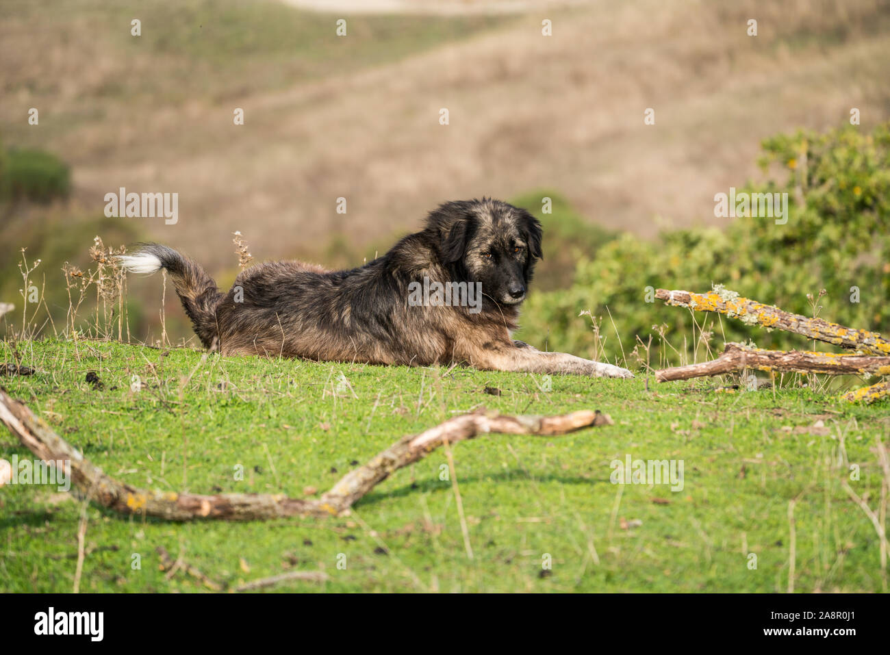 Maremma Sheepdog herding sheep, Maremma, Tuscany, Italy, EU, Europe ...