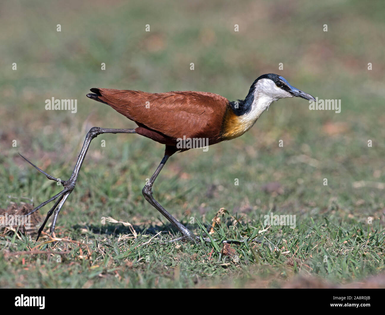 Jacana walking hi-res stock photography and images - Alamy