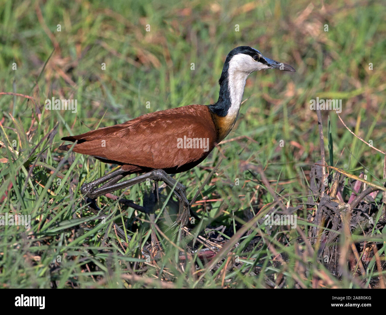 Jacana walking hi-res stock photography and images - Alamy