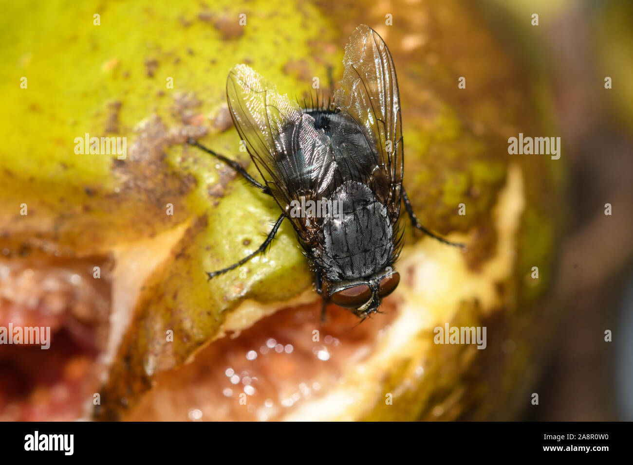Insectos diptera hi-res stock photography and images - Alamy