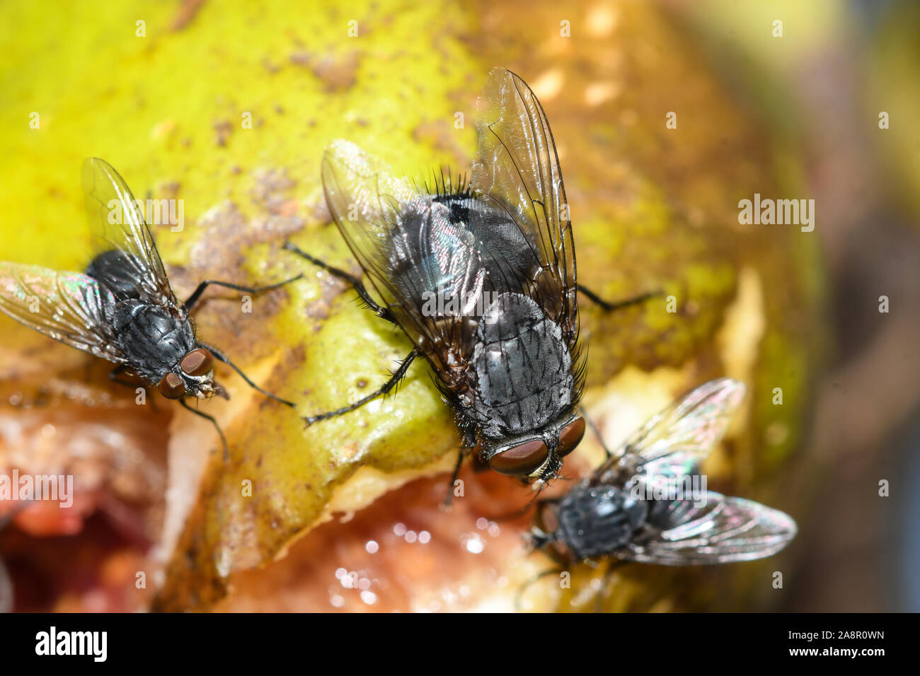 Harmful insects hi-res stock photography and images - Alamy
