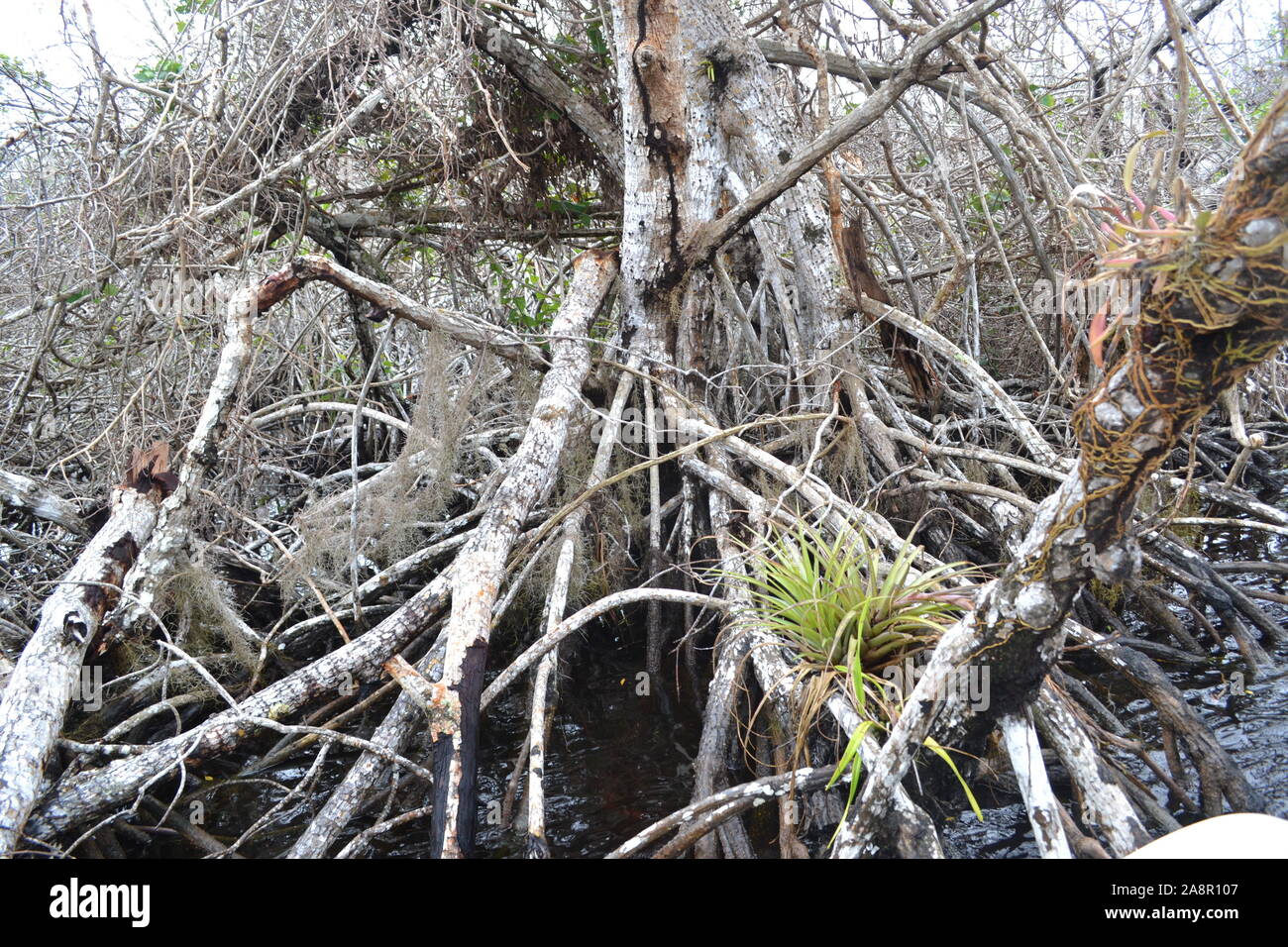 Cuban mangrove hi-res stock photography and images - Alamy