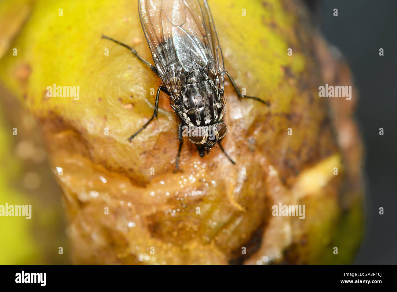 Harmful insects hi-res stock photography and images - Alamy