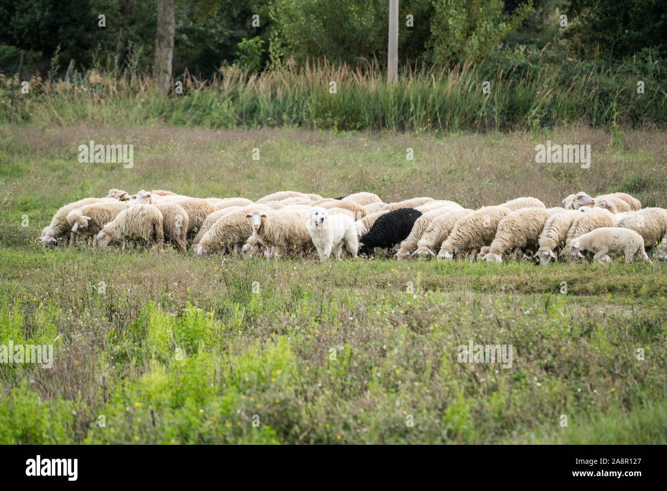 Maremma dog sheep hi-res stock photography and images - Alamy