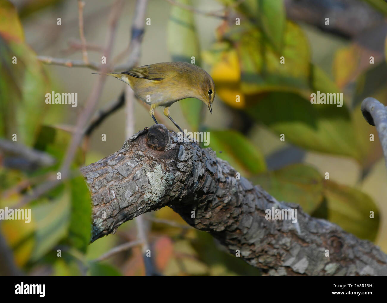 Close-up of chiffchaff on tree branch Stock Photo - Alamy