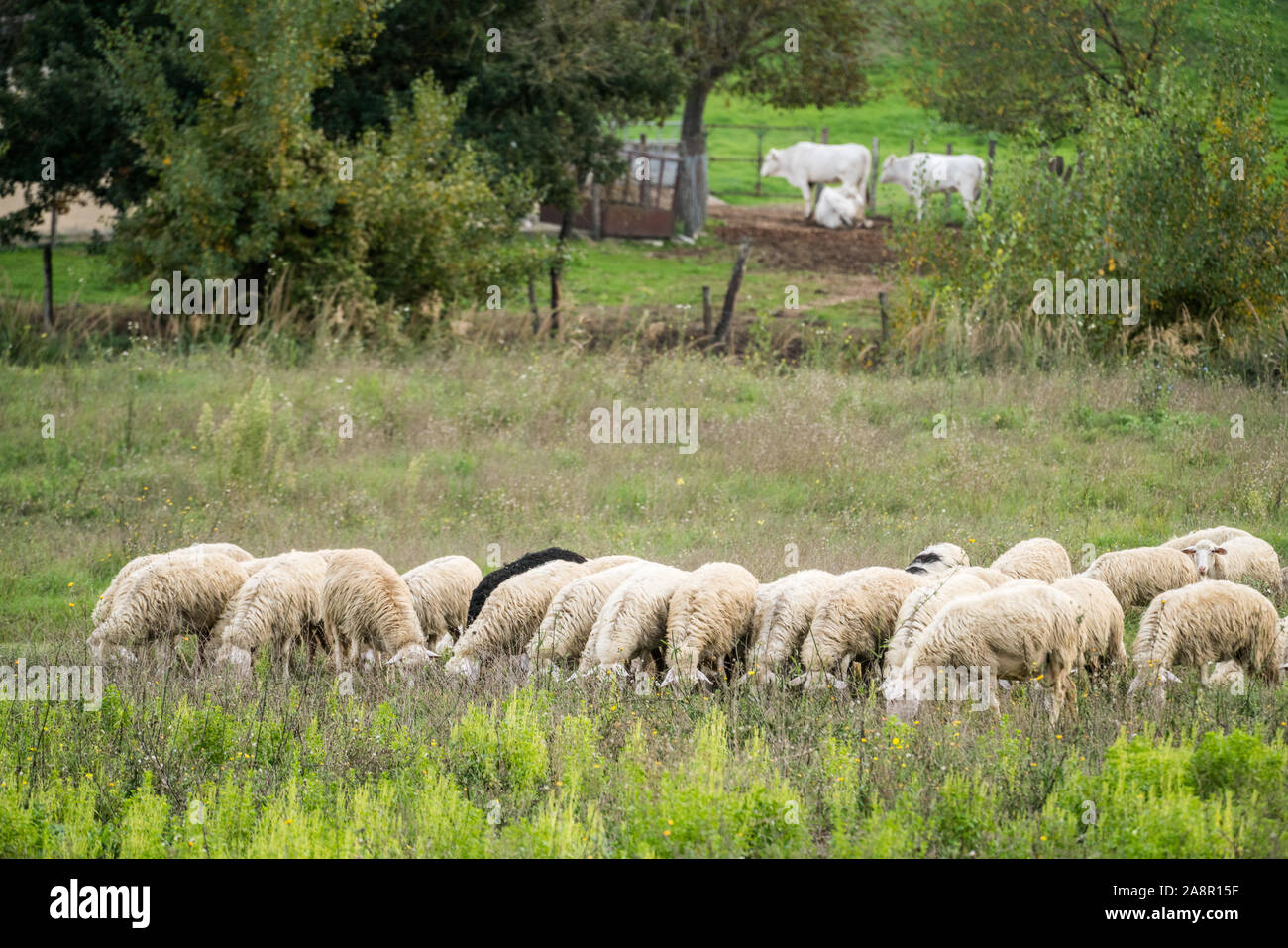 Maremma dog sheep hi-res stock photography and images - Alamy