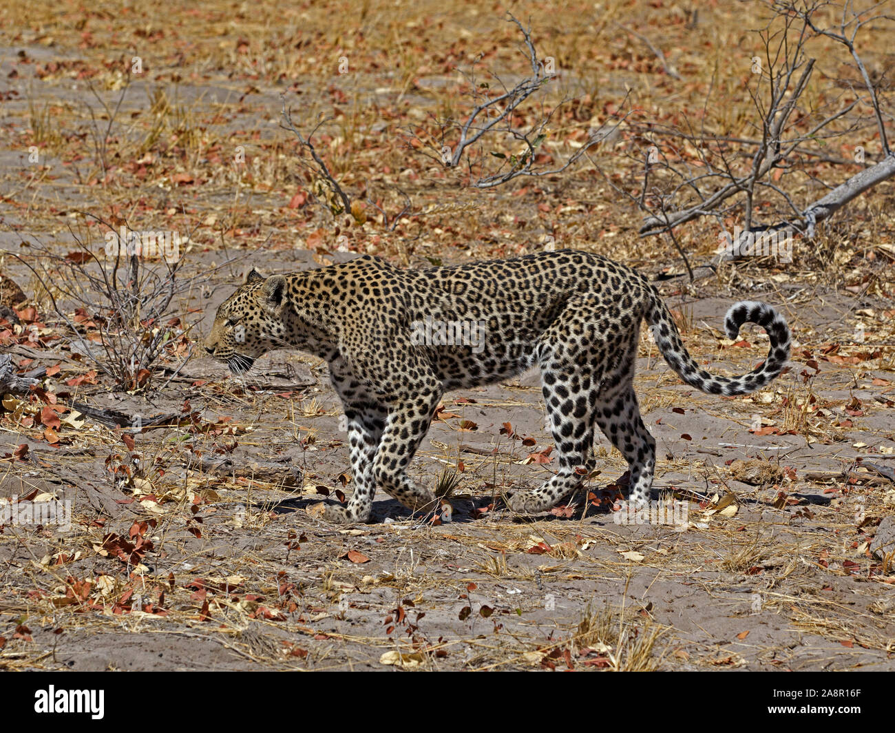 Africa walking hi-res stock photography and images - Alamy