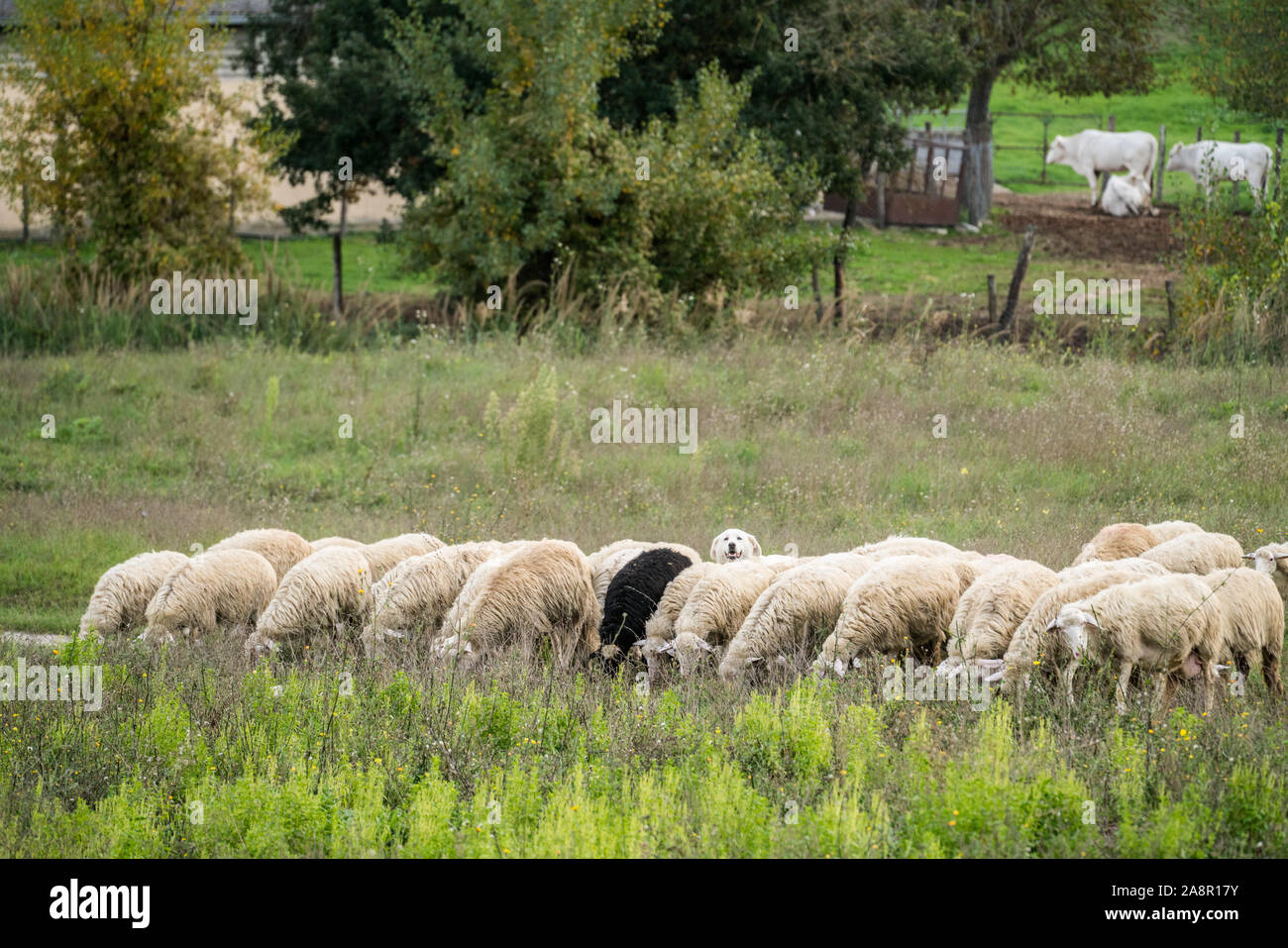 Sheepherd and Sheep in the landscape, Maremma, Tuscany, Italy, Europe Stock Photo - Alamy